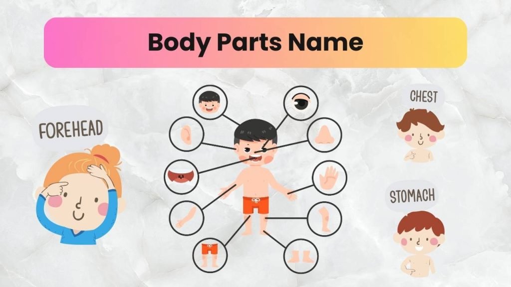 Body Parts Name - Human Body Parts Name in English - ABC English