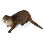 Animals Name - Explore List of 100+ Names in English - ABC English