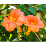 Flowers Names - List of 50+ Names in English & Hindi - ABC English