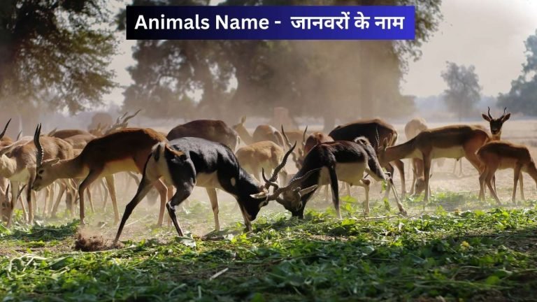 Animals Name - Explore List of 100+ Names in English - ABC English
