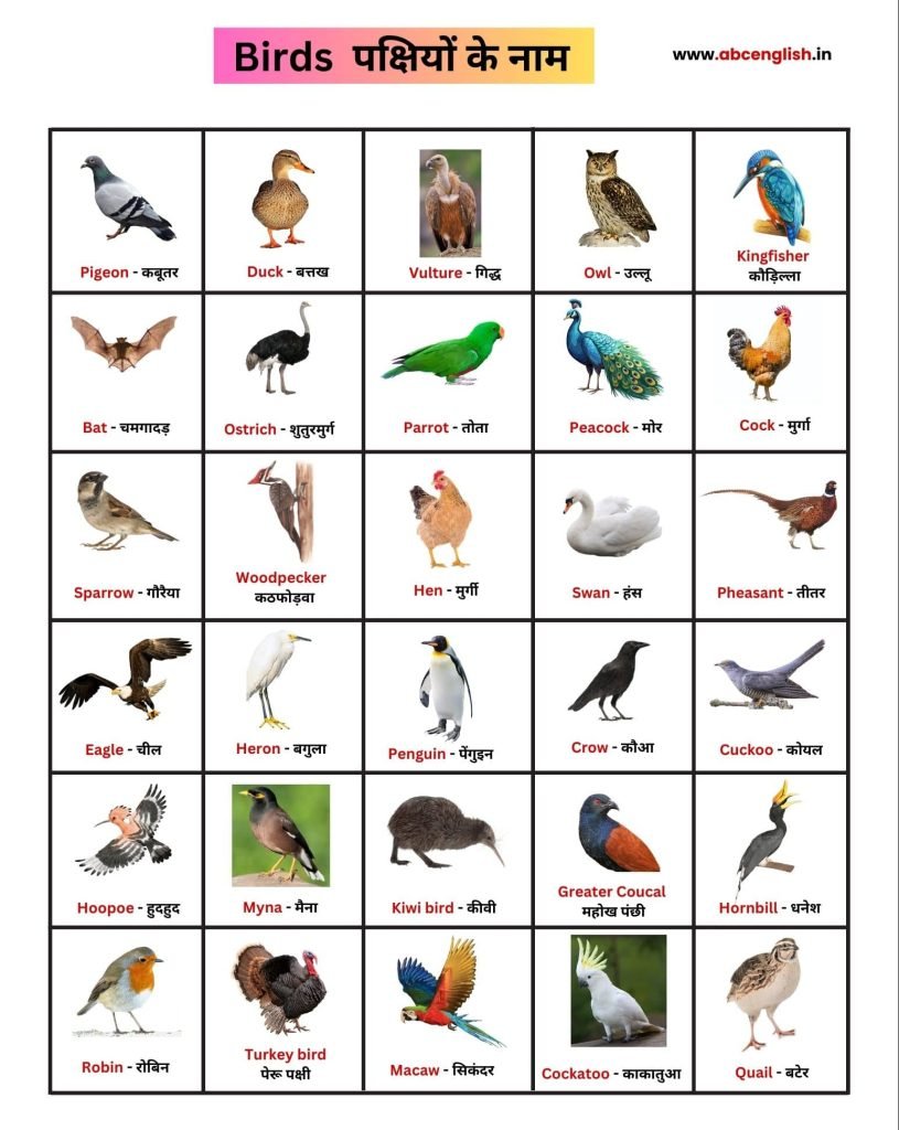 Birds Names - Explore List of 100 Names in English - ABC English