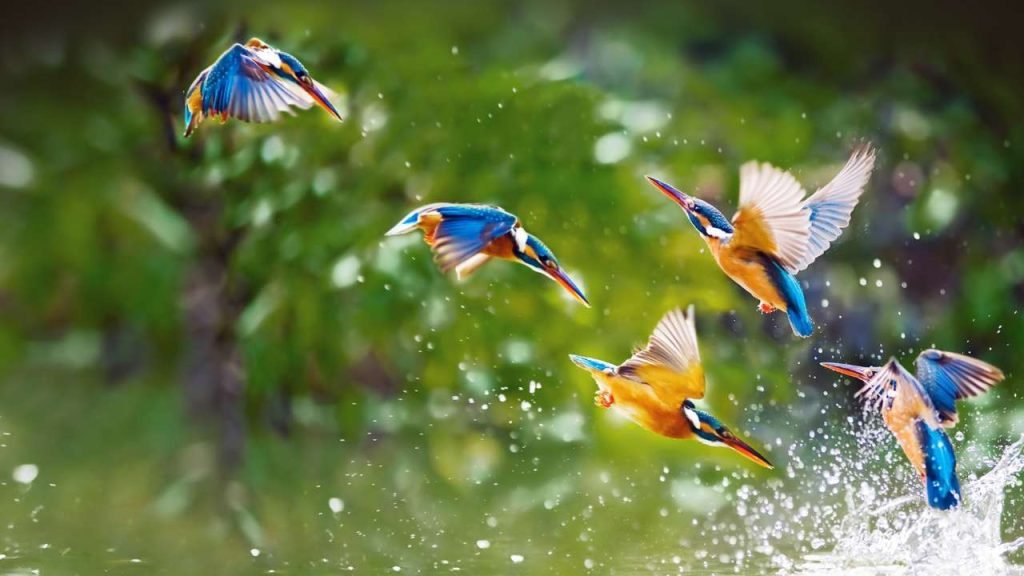 Birds Names - Explore List of 100 Names in English - ABC English