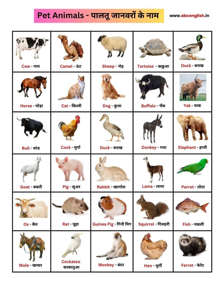 Animals Name - Explore List of 100+ Names in English - ABC English