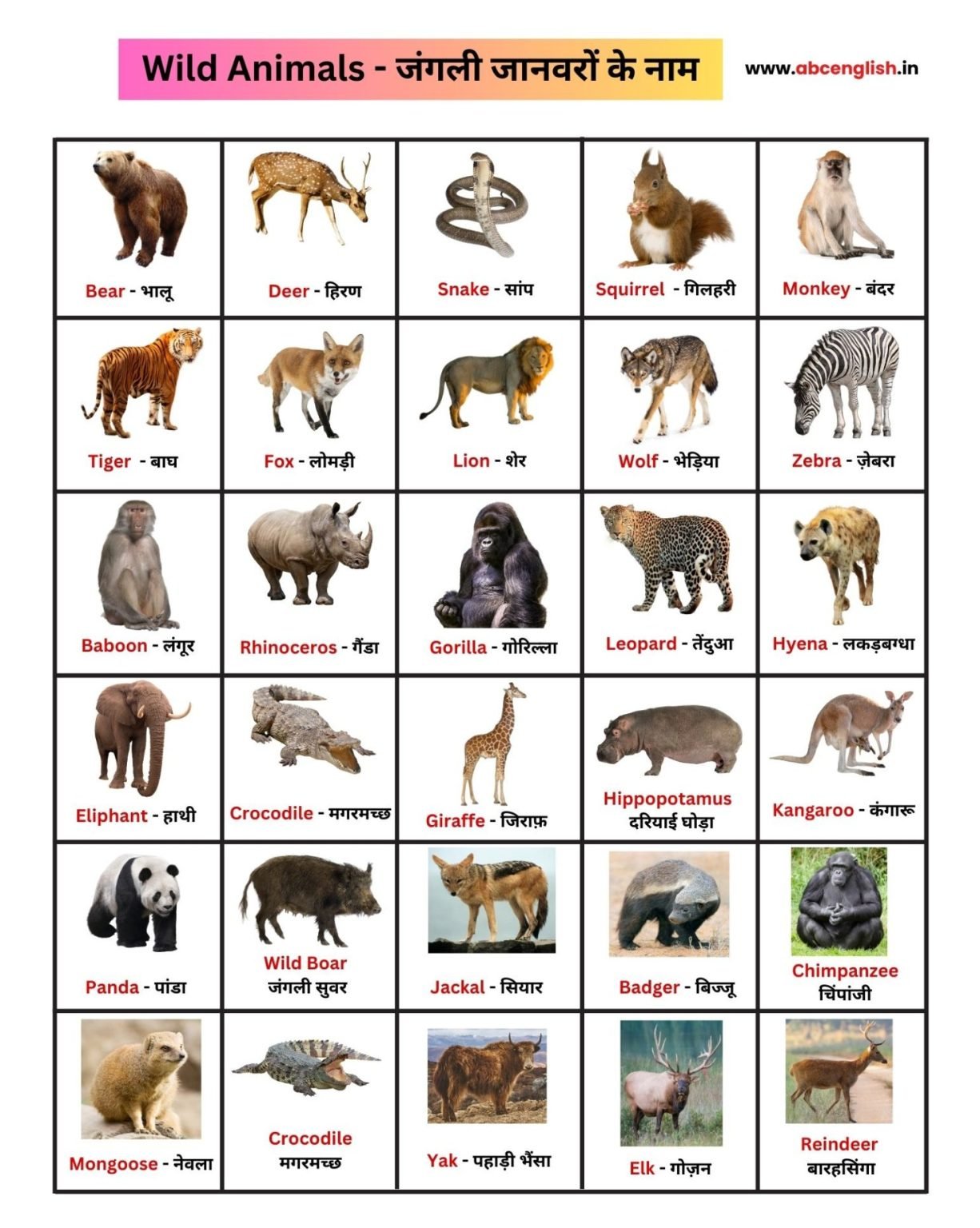 Animals Name - Explore List of 100+ Names in English - ABC English