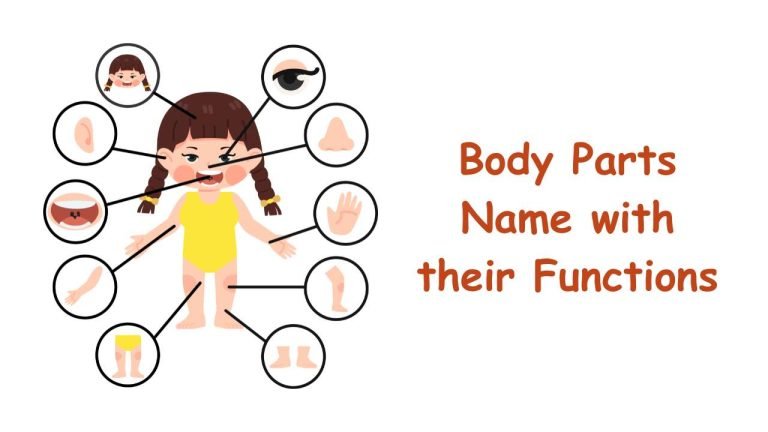 Name Body Parts with their Functions & Pictures in Hindi & English ...