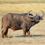 Pet Animals Name in Hindi & English - ABC English