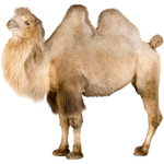 Pet Animals Name in Hindi & English - ABC English