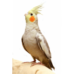 Pet Animals Name in Hindi & English - ABC English