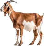 Pet Animals Name in Hindi & English - ABC English