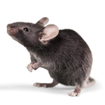 Pet Animals Name in Hindi & English - ABC English