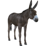 Pet Animals Name in Hindi & English - ABC English