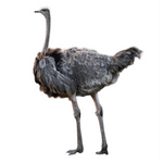 Pet Animals Name in Hindi & English - ABC English