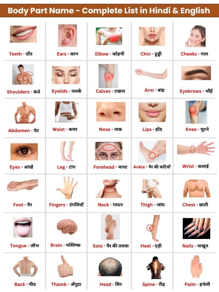 Name Body Parts with their Functions & Pictures in Hindi & English ...